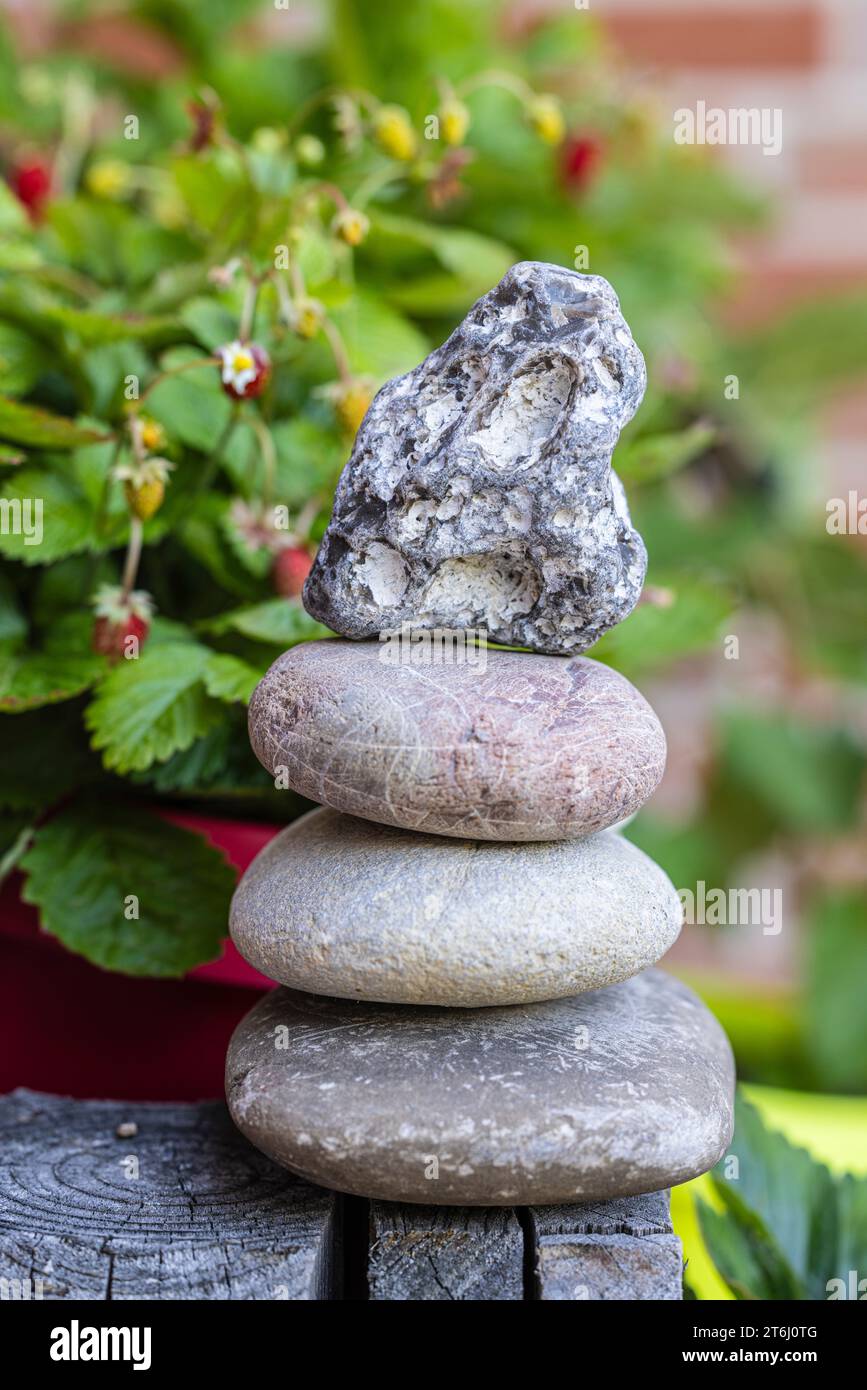 Clam shell decoration hi-res stock photography and images - Alamy Clam shell decoration hi-res stock photography and images - Alamy