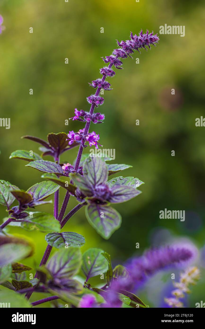 Basil, Ocimum, basil flower Stock Photo - Alamy