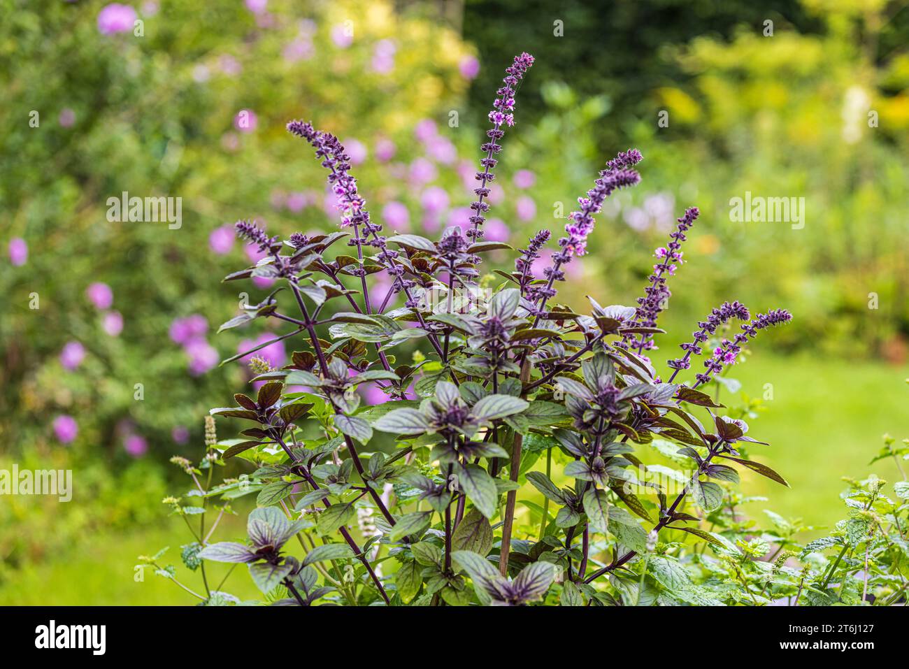 Basil, Ocimum, basil flower Stock Photo - Alamy