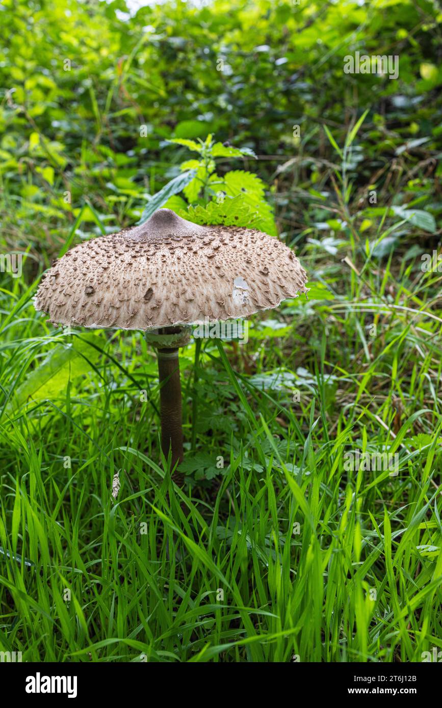 shaggy parasol mushroom (Chlorophyllum rachodes Stock Photo - Alamy