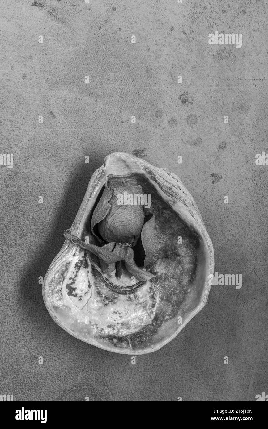 Decorative set of shells with dry withered flower, floral still life ...