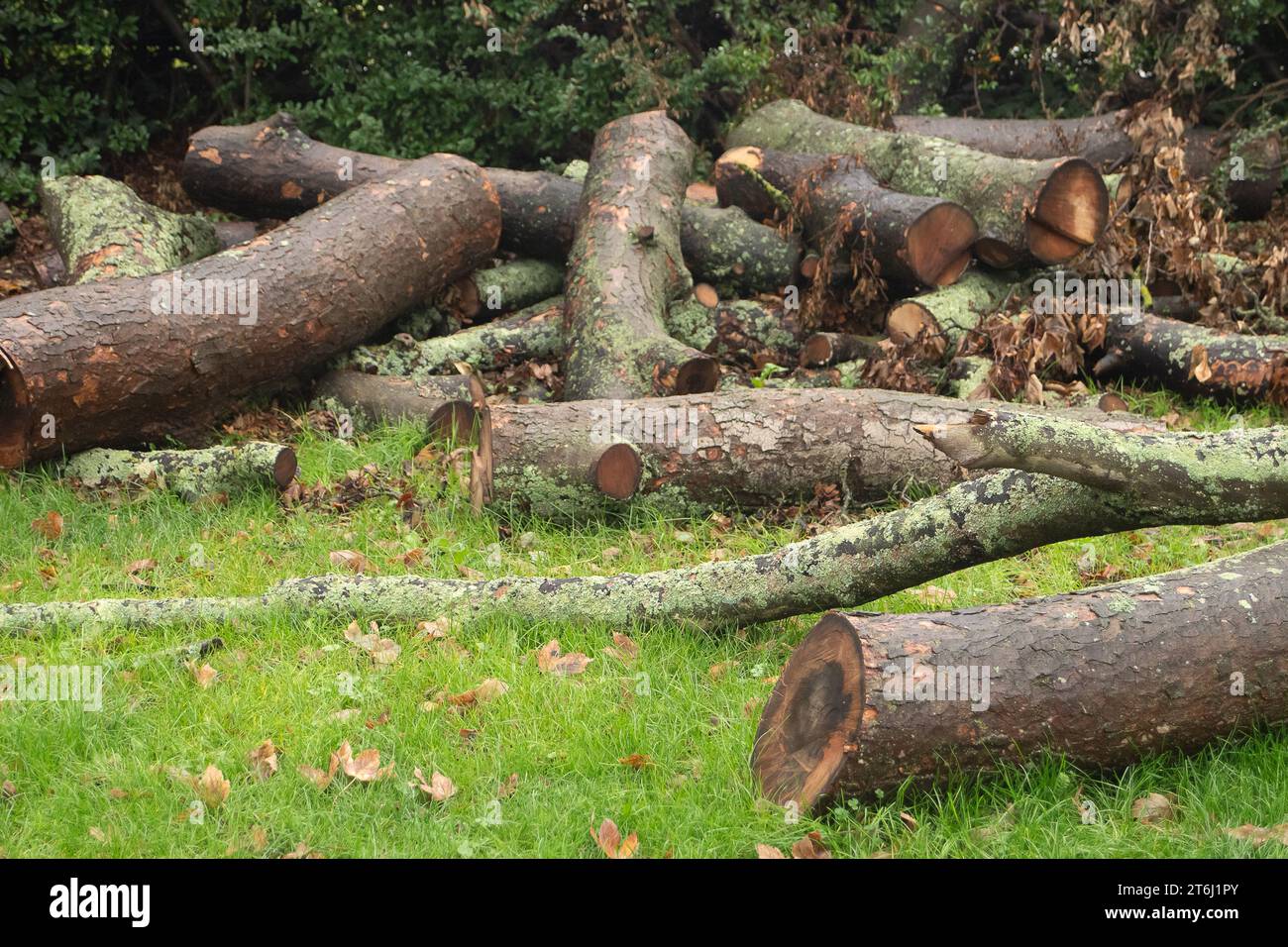 Windsor, Berkshire, UK. 13th October, 2023. A tree has been cut down in ...