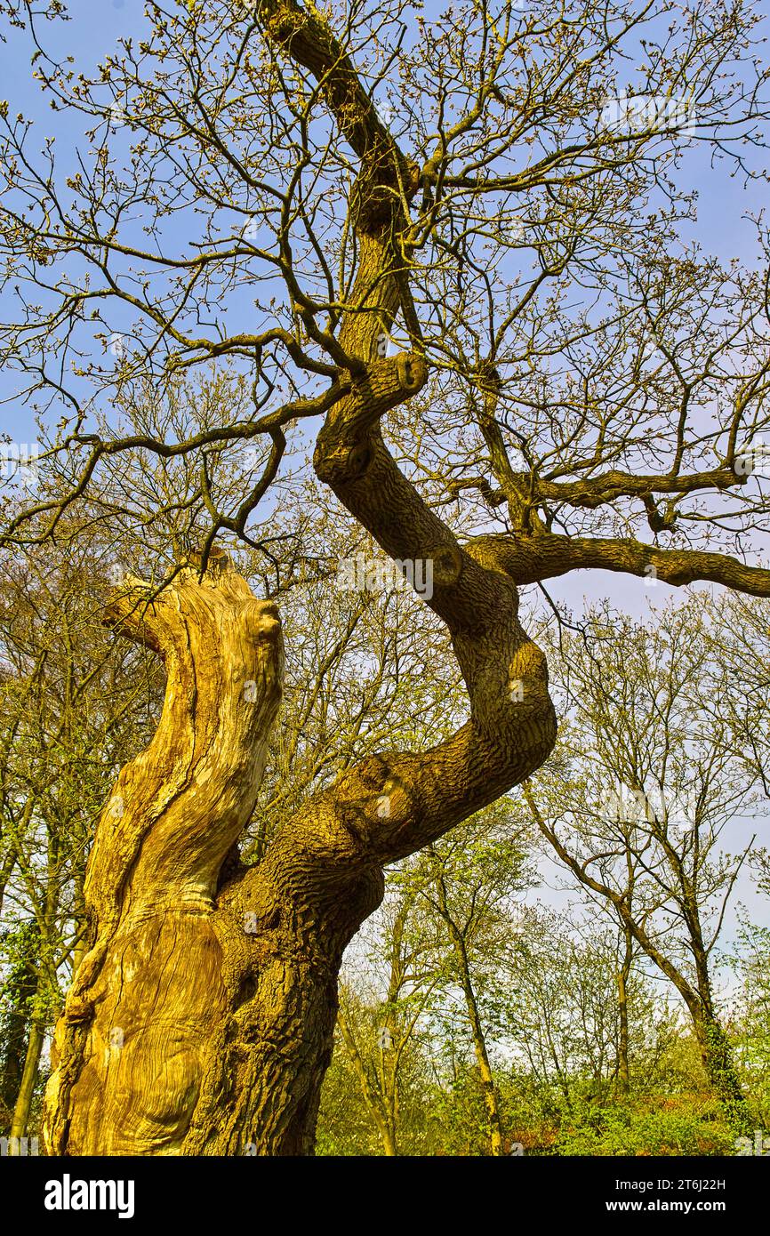 Thousand-year-old oak (Quercus) at Dötlingen in the Wildeshauser Geest ...