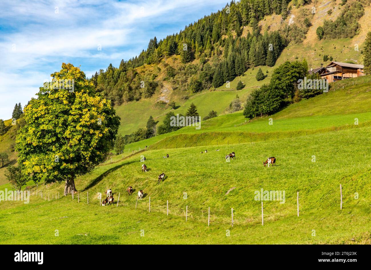 Goats in summer on alpine pasture hi-res stock photography and images ...