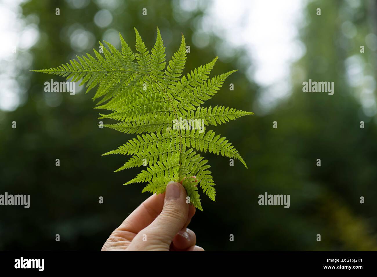 Walk in the forest, woman hand with a fern branch Stock Photo - Alamy