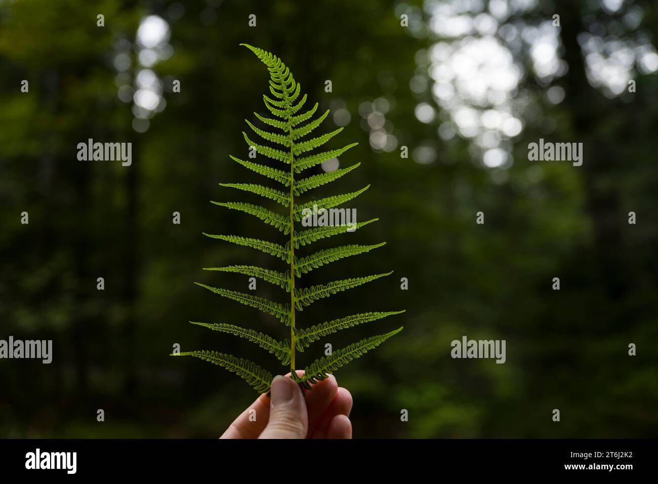 Walk in the forest, woman hand with a fern branch Stock Photo - Alamy