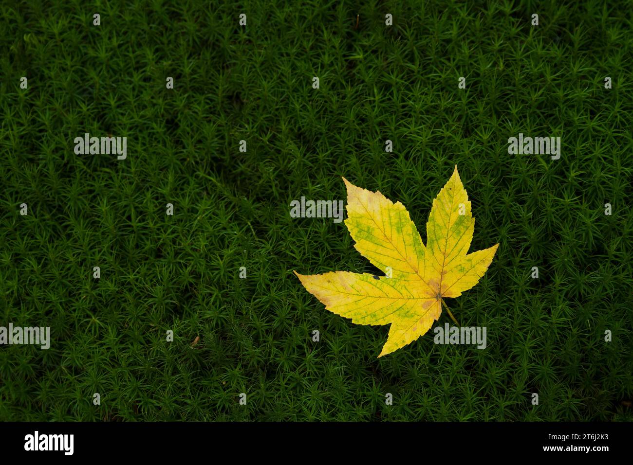 yellow colored maple leaf and dark green leaf stars of Widerton moss ...