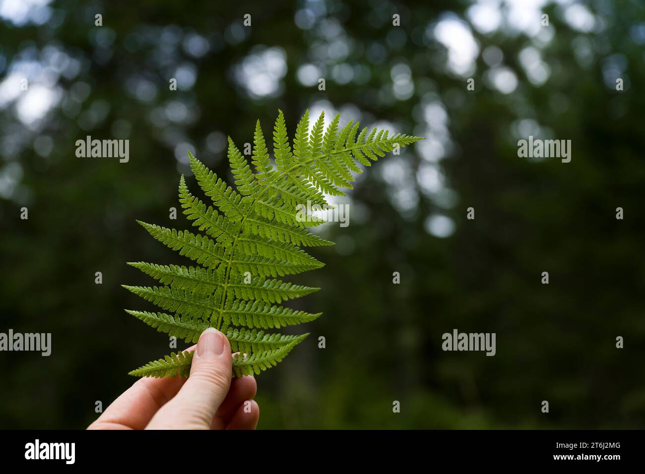Walk in the forest, woman hand with a fern branch Stock Photo - Alamy