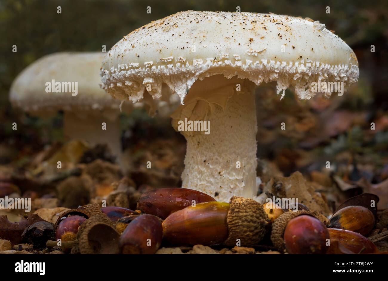 Golden threads lepidella hi-res stock photography and images - Alamy