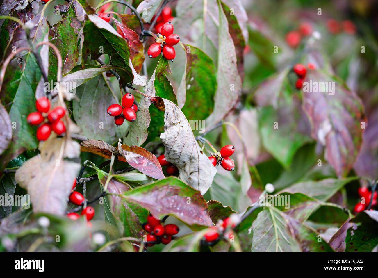 Native trees of florida hi-res stock photography and images - Alamy