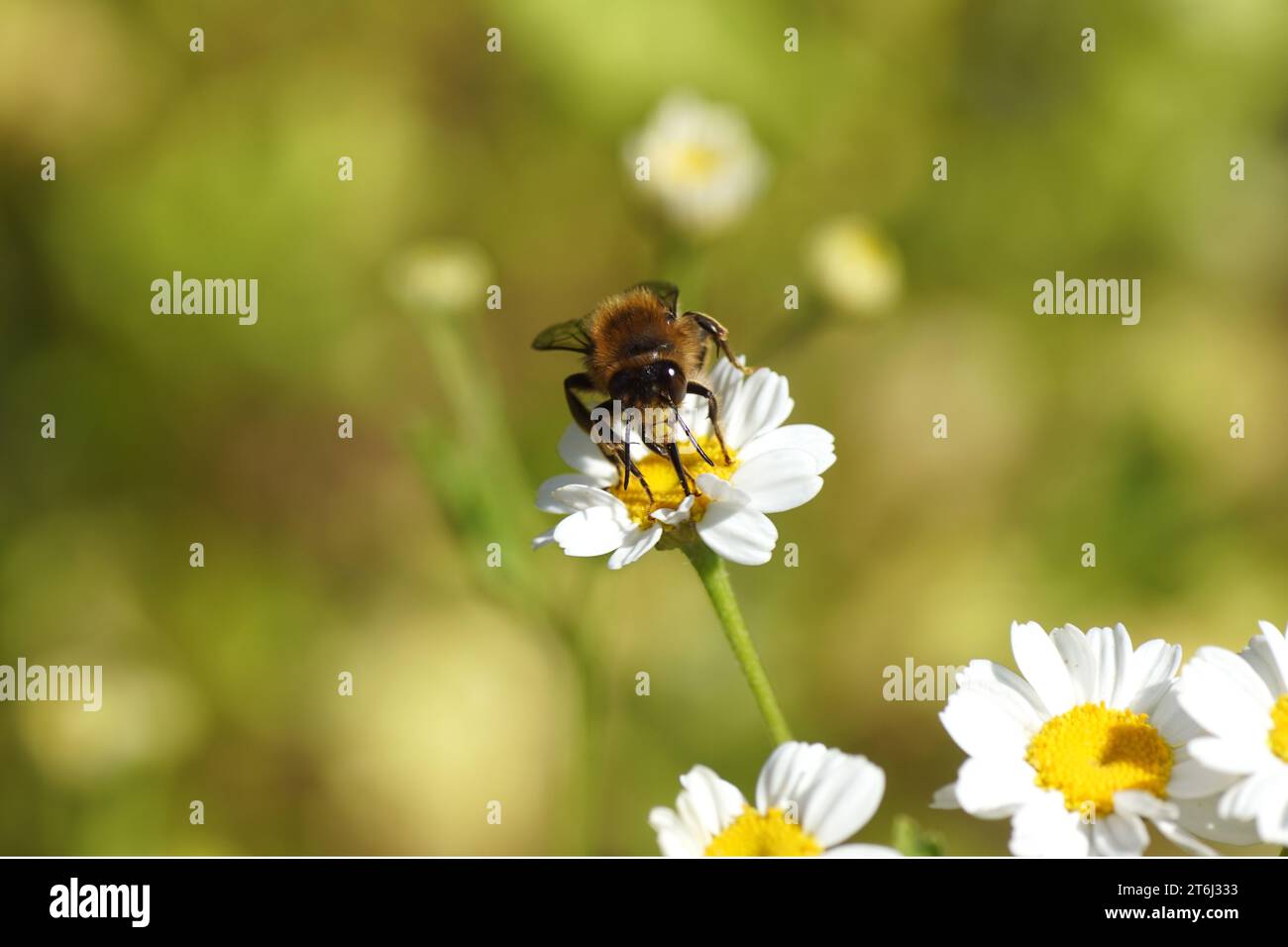 Fork-tailed Flower Bee (Anthophora furcata), family Apidae. Flowers of ...