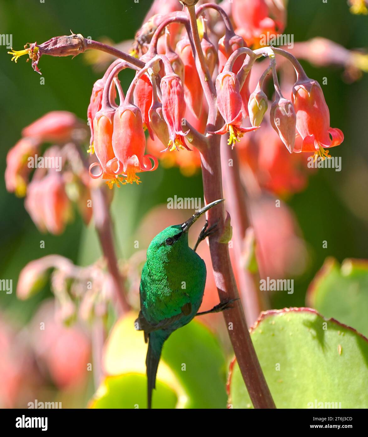 Hermanus and flowers hi-res stock photography and images - Alamy