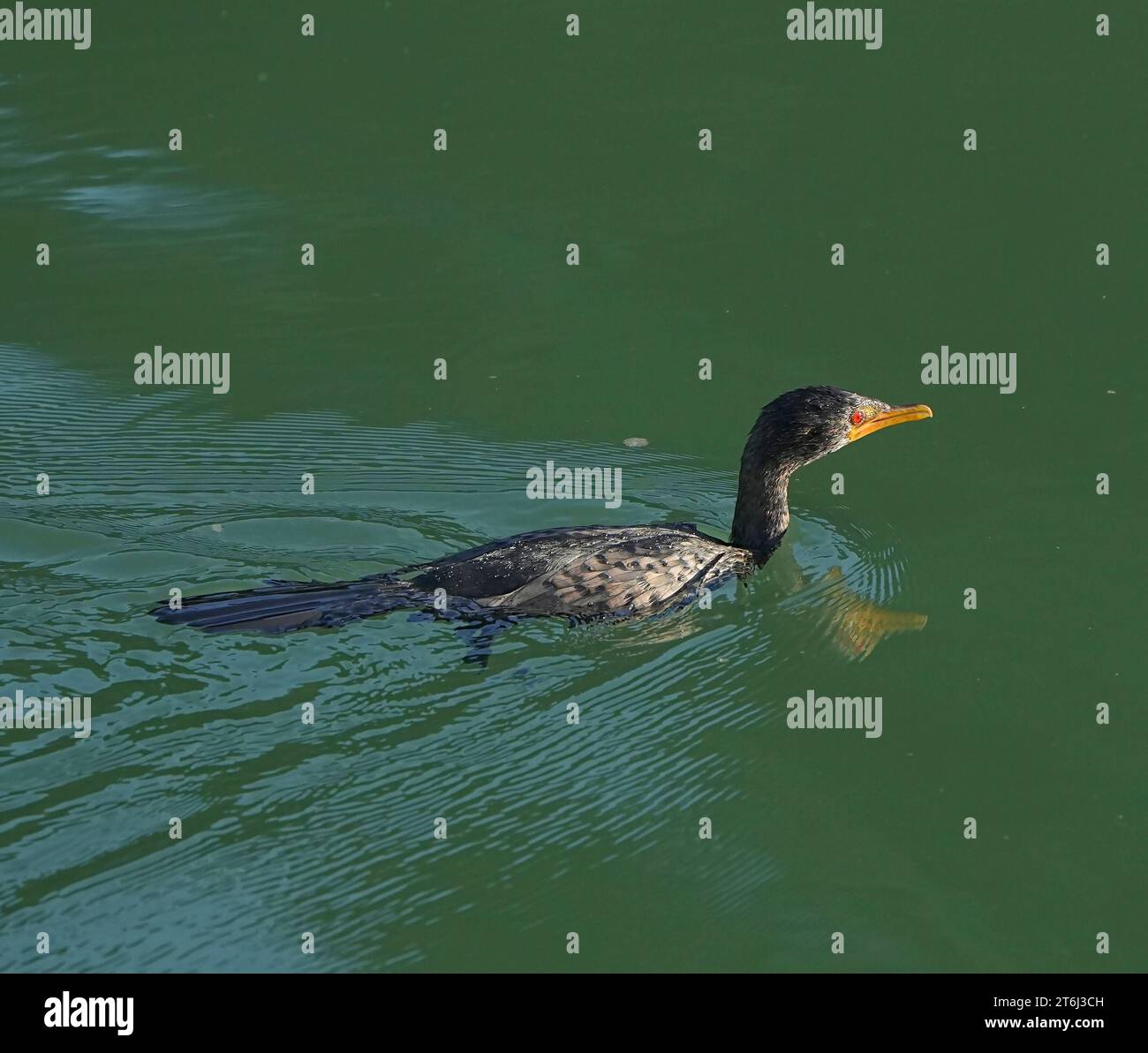 Reed Cormorant (Microcarbo africanus), St Francis Bay Canals, Eastern ...