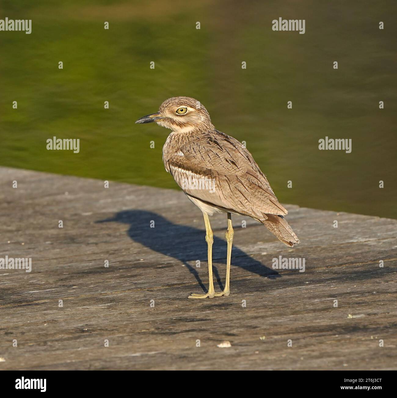 Burhinus vermiculatus hi-res stock photography and images - Alamy