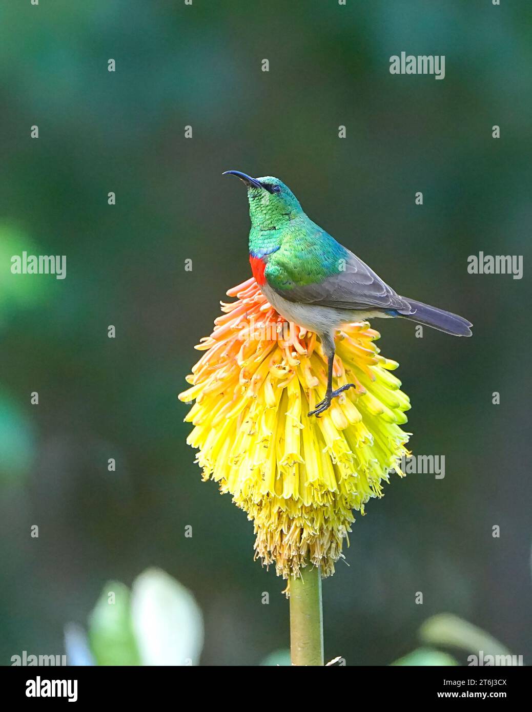 Collared sunbird hi-res stock photography and images - Alamy