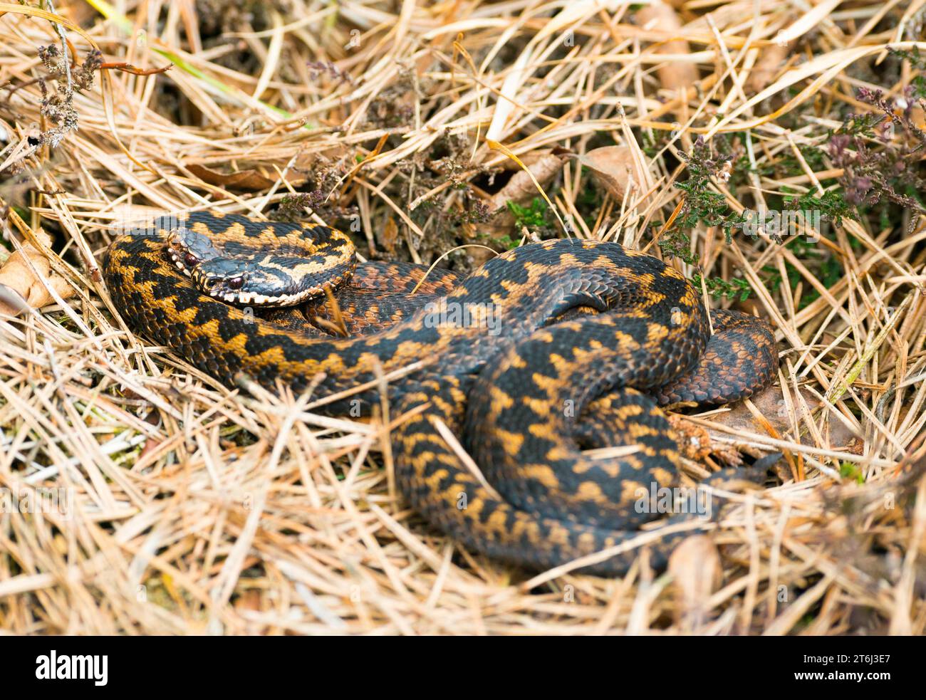 Two wild common european vipers (Vipera berus), brown, adult animals ...