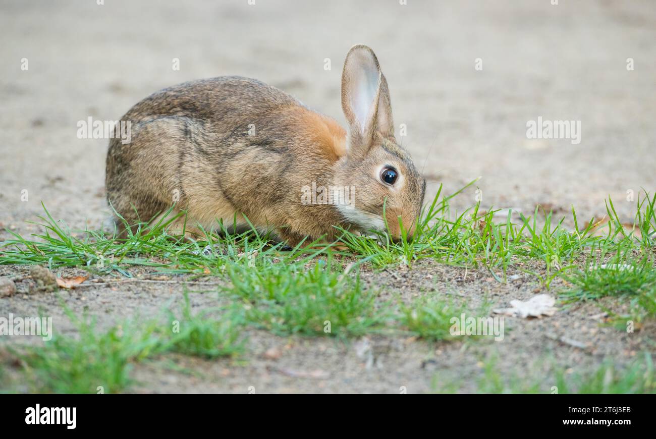 European rabbit (Oryctolagus cuniculus) crouching on barren sandy ...