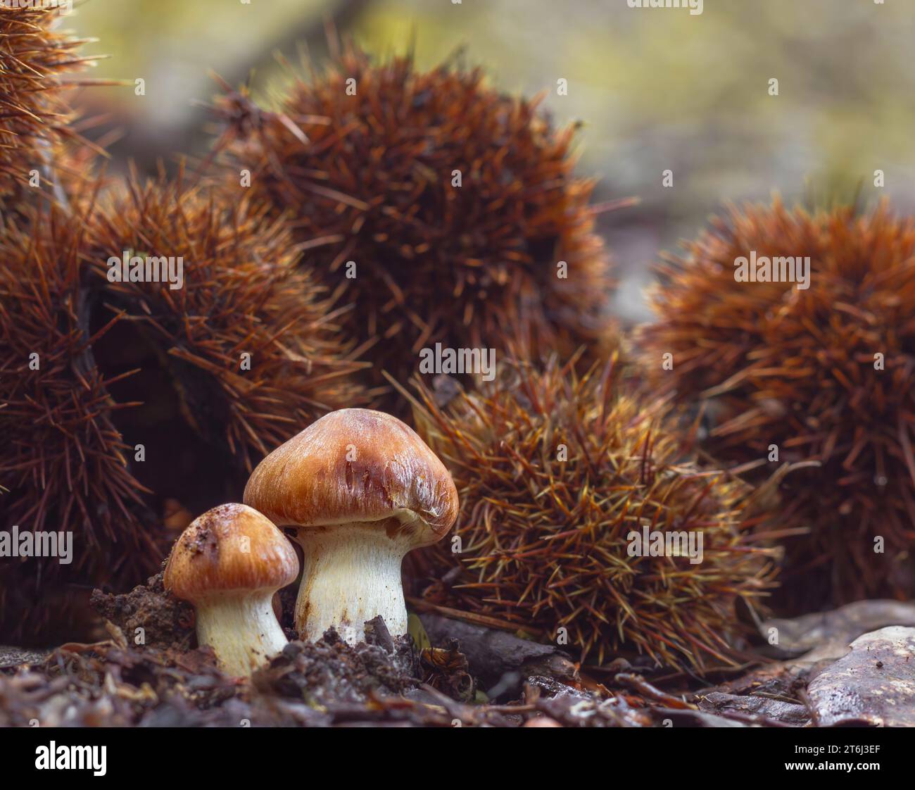 Fungus with brown caps hi-res stock photography and images - Alamy