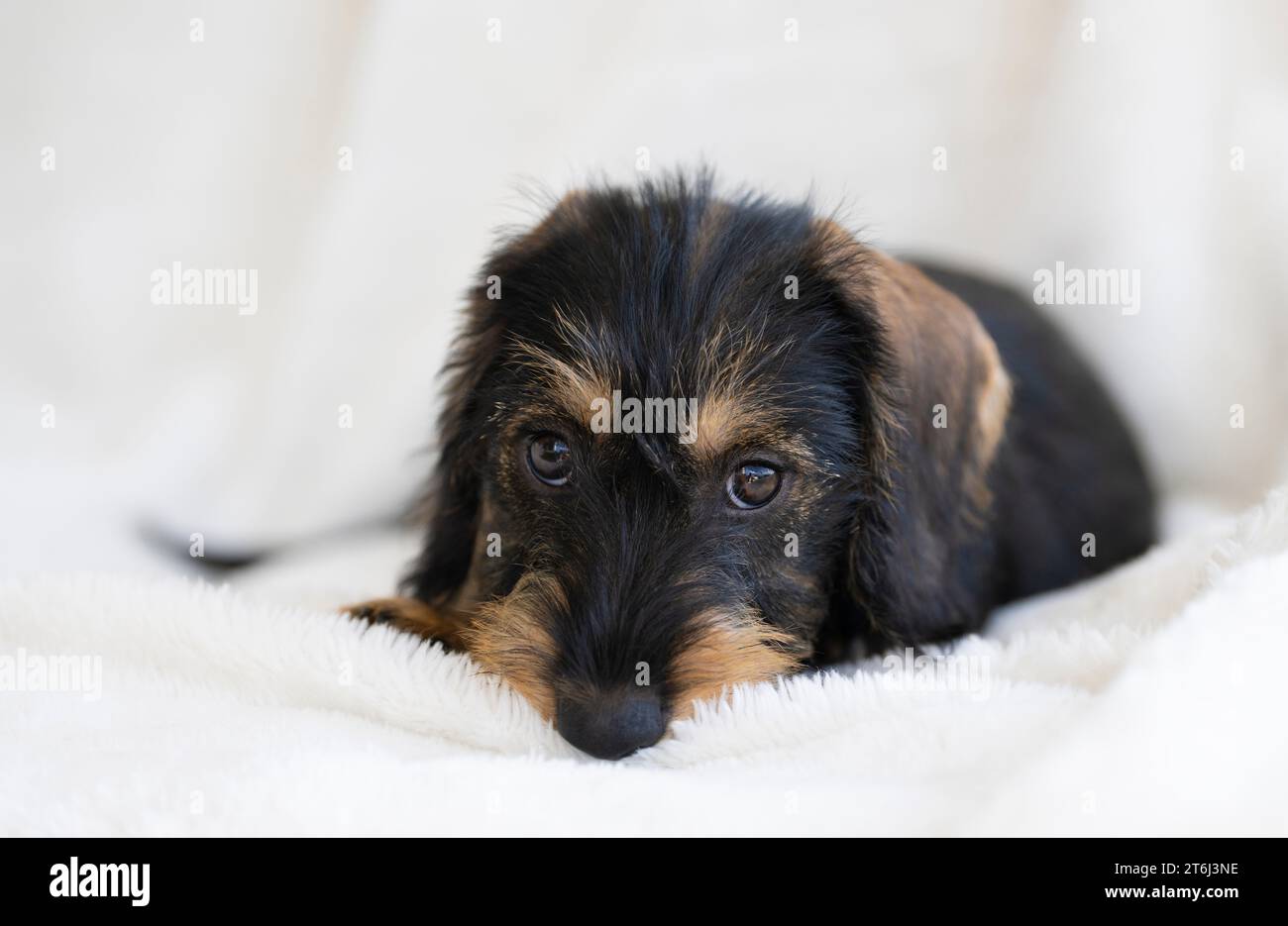 Rough haired dachshund, female, puppy, 12 weeks, lying on blanket, sofa ...