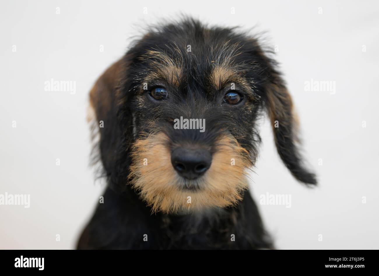 Rough haired dachshund, female, puppy, 12 weeks, animal portrait Stock ...