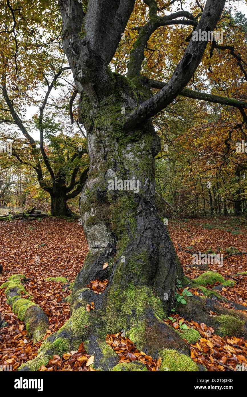 Ancient copper beech (Fagus sylvatica), Hutebuche, Hutewald Halloh ...