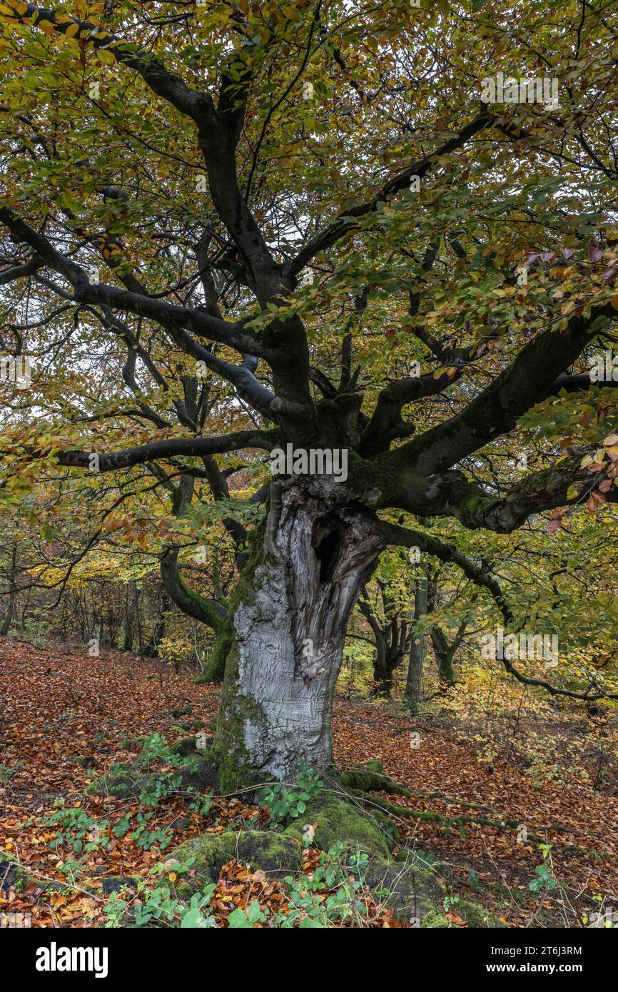 Ancient copper beech (Fagus sylvatica), Hutebuche, Hutewald Halloh ...