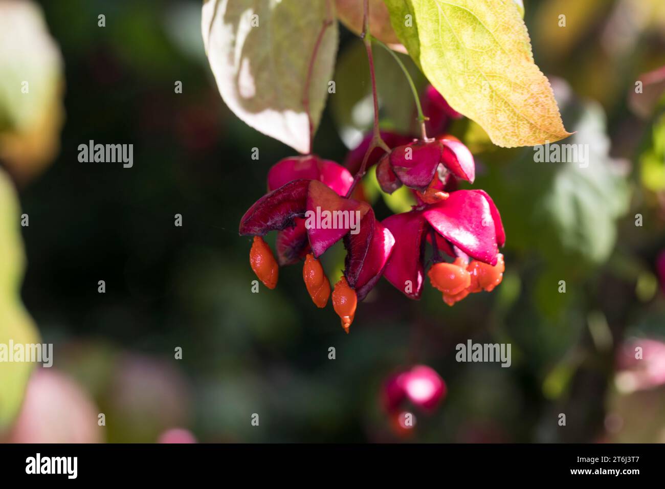 Flachstieliger Spindelstrauch, Großfrüchtiges Pfaffenhütchen ...