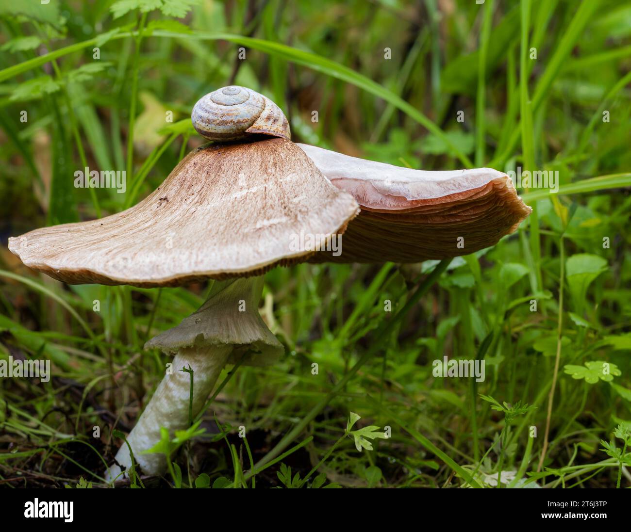 Small snail on top hi-res stock photography and images - Alamy