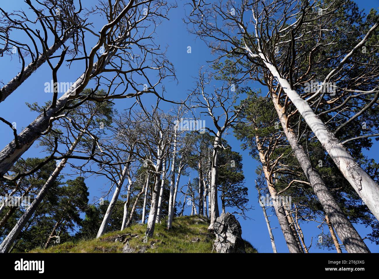 Germany, Bavaria, Upper Bavaria, Traunstein district, Ruhpolding ...