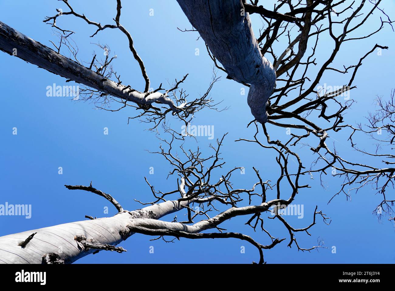 Scrawny hi-res stock photography and images - Alamy