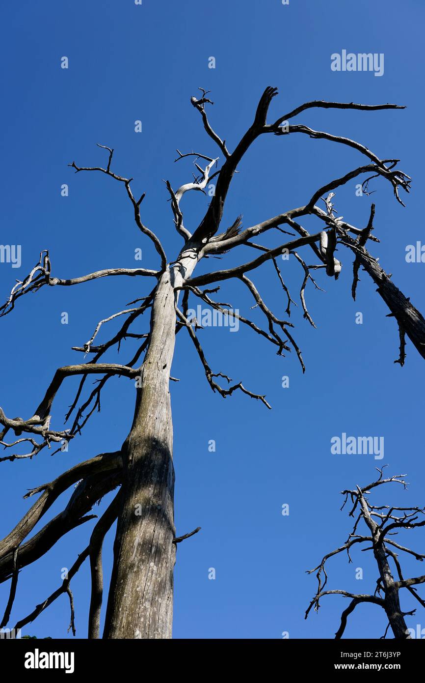 Scrawny hi-res stock photography and images - Alamy
