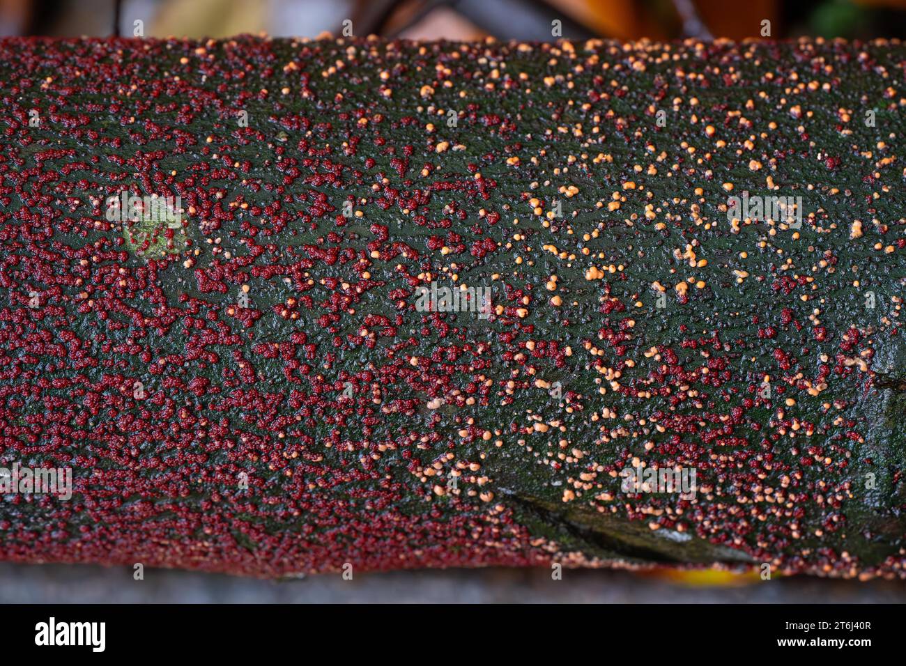 Cinnabar-red puffball mushroom (Nectria cinnabarina), fruiting body ...