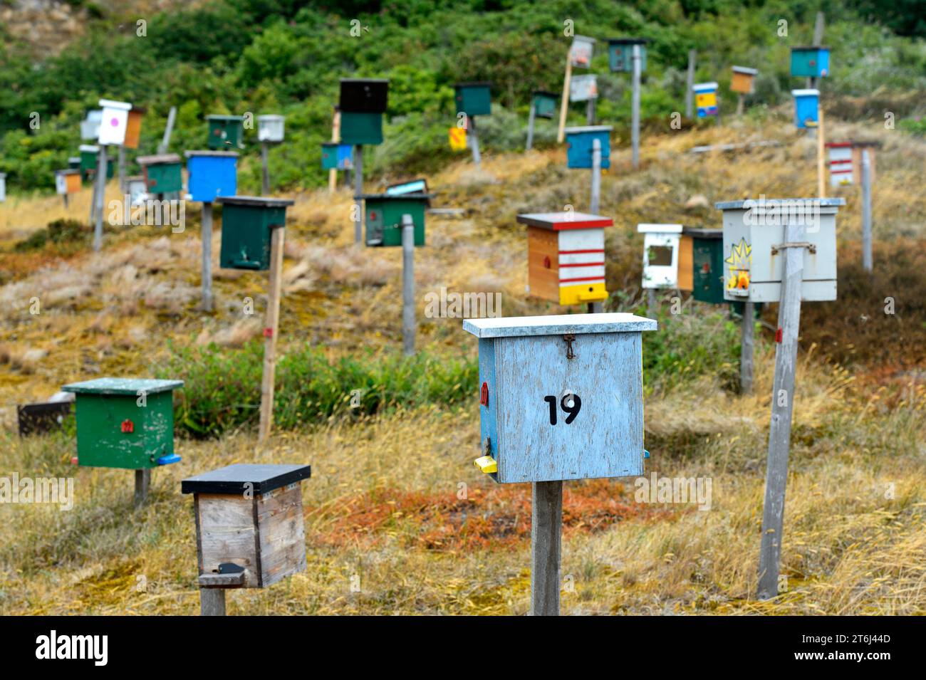 Hives of the queen bee occupancy center on the North Sea island of ...