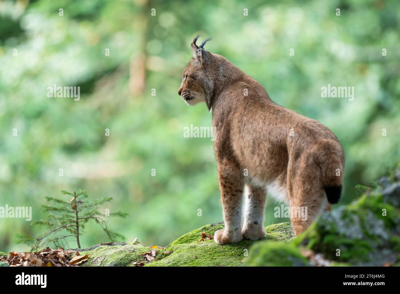 Eurasian lynx (Lynx lynx) standing on a mossy rock and looking ...