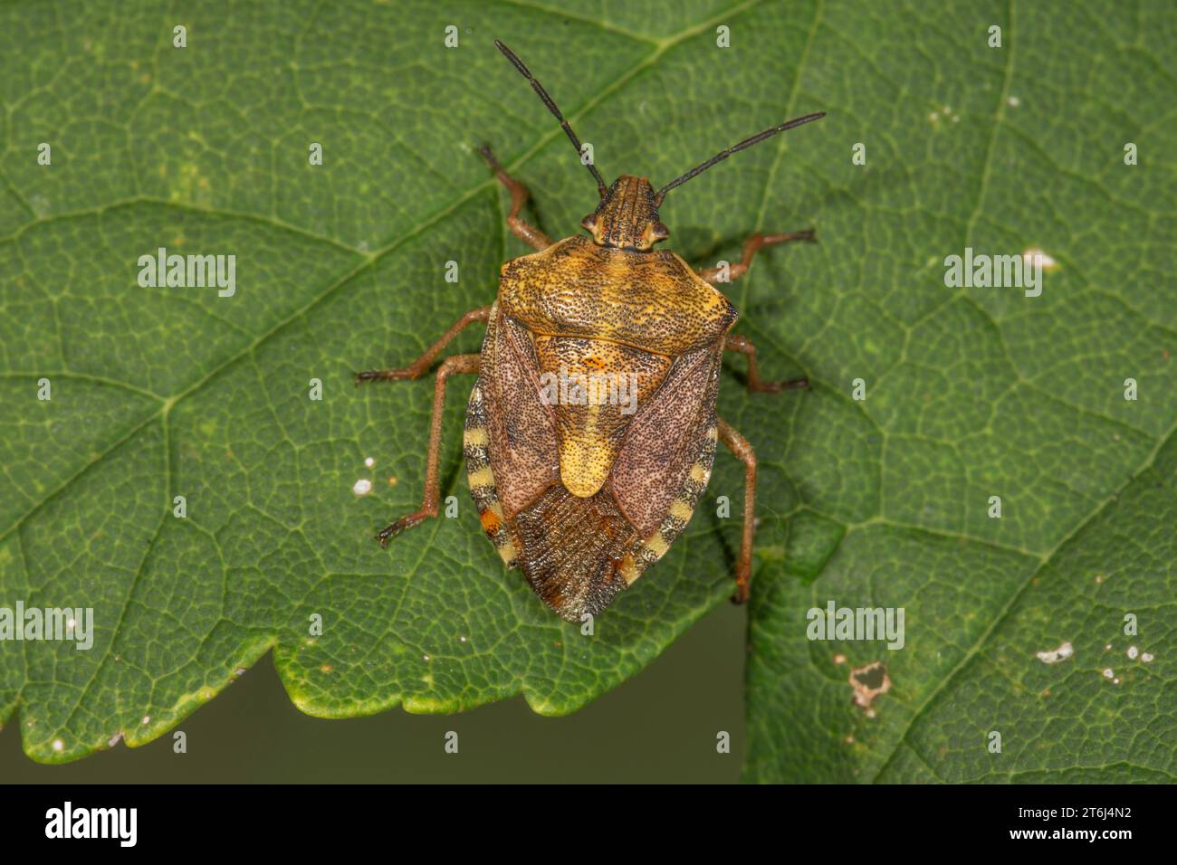 Purple fruit bug carpocoris purpureipennis on a leaf hi-res stock ...