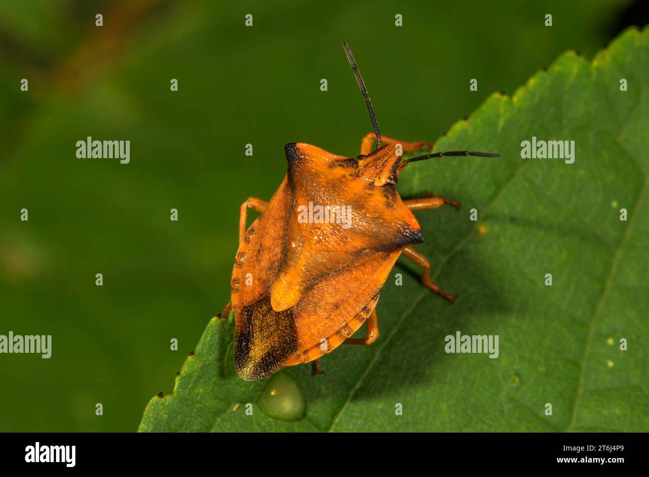 Northern fruit bug (Carpocoris fuscispinus) on a leaf, Baden ...