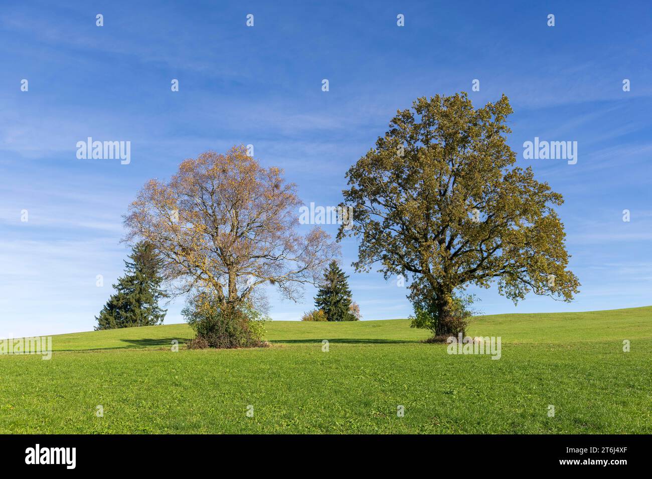 English oak (Quercus robur), lime tree (Tilia platyphyllos) in autumn ...