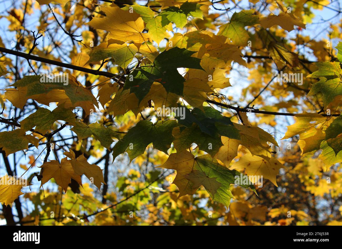 Branches Of Maple Tree With Bright Yellow Leaves That Shines Through ...