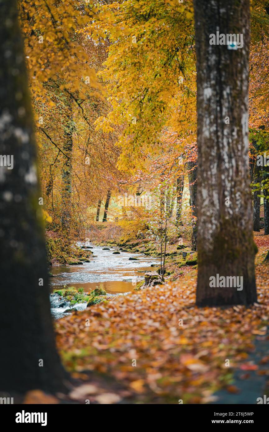 Row of trees by the river in the spa gardens in autumn, Bad Wildbad ...