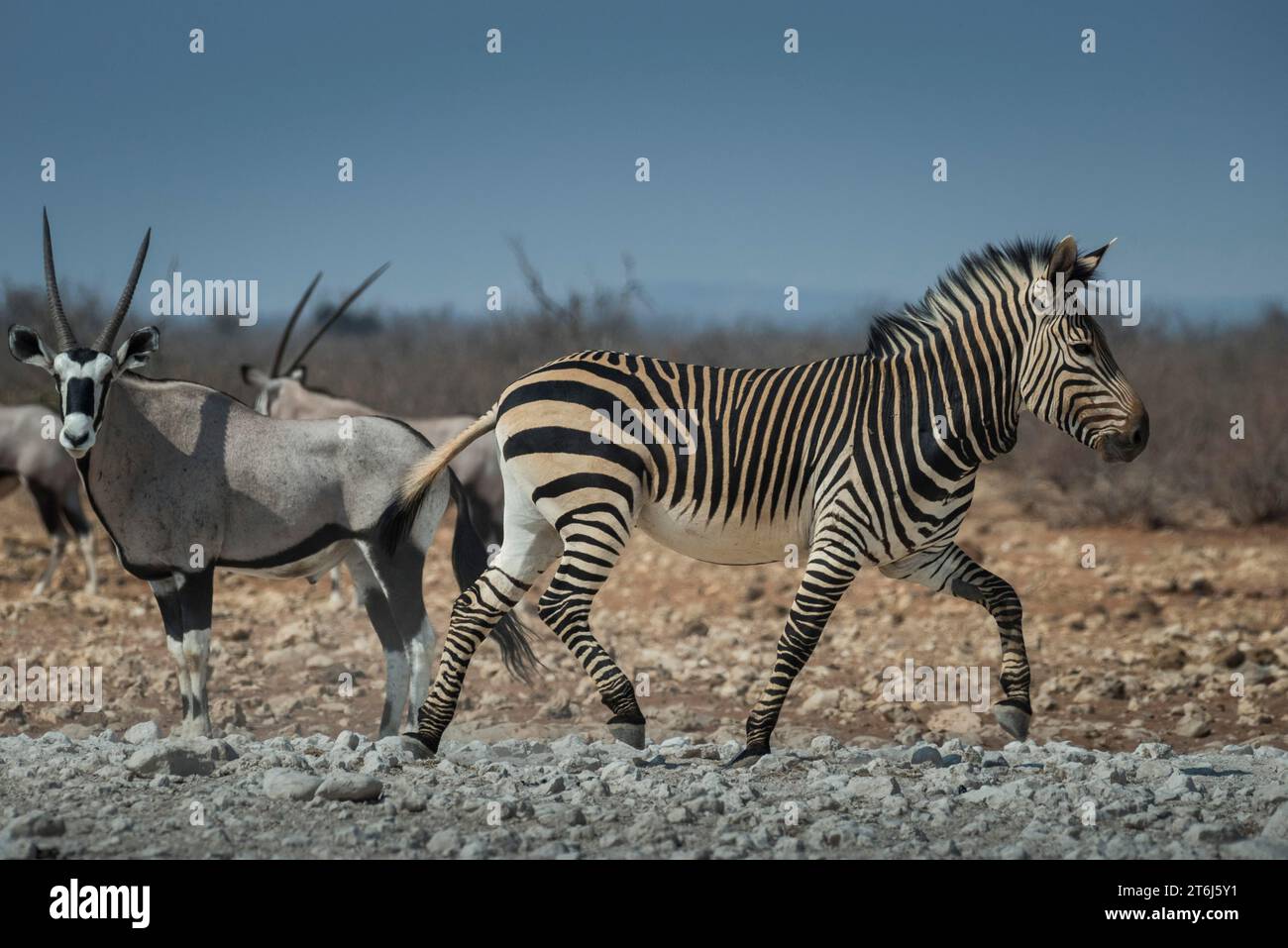Mountain zebra (Equus zebra hartmannae) and oryx antelopes (Oryx ...