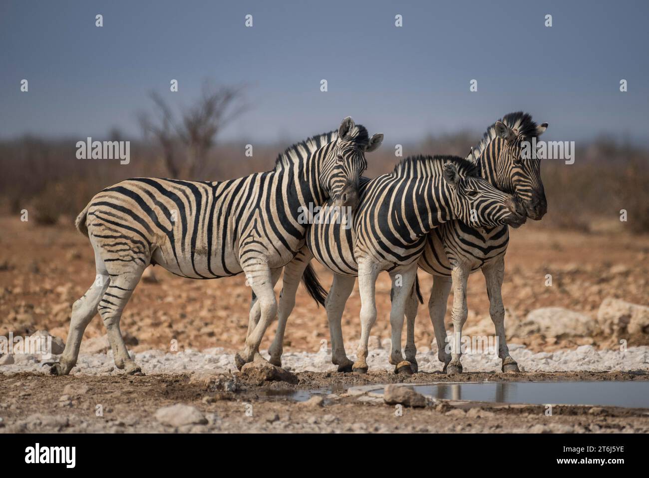 Steppe zebras (Equus burchelli), dominance behaviour, social behaviour ...