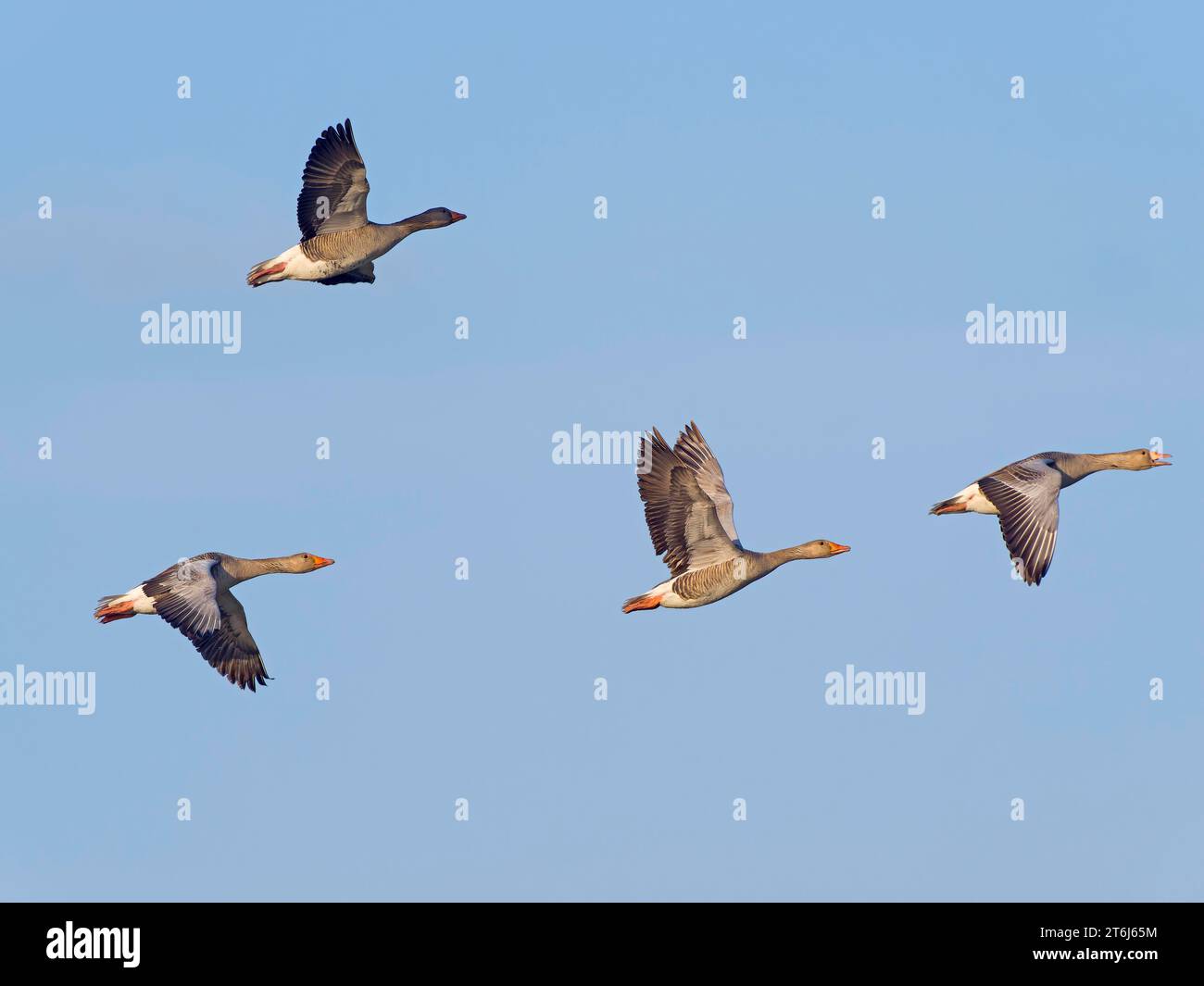 Greylag geese (Anser anser), formation in flight, Texel Island ...