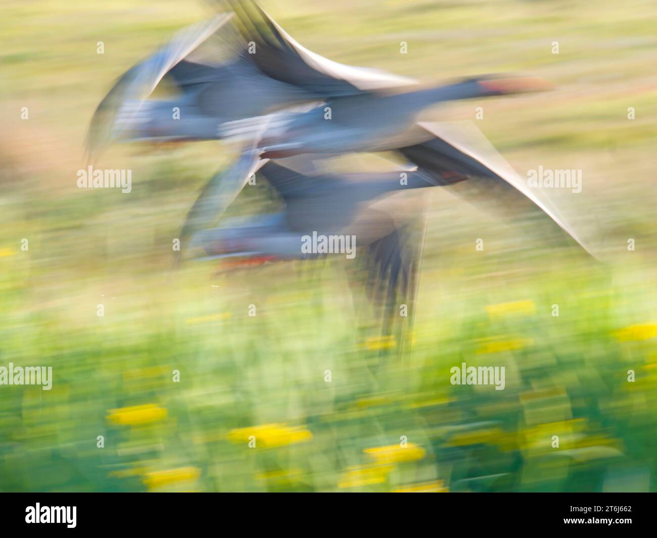 Greylag goose (Anser anser), motion blur, wiping effect, Texel Island ...