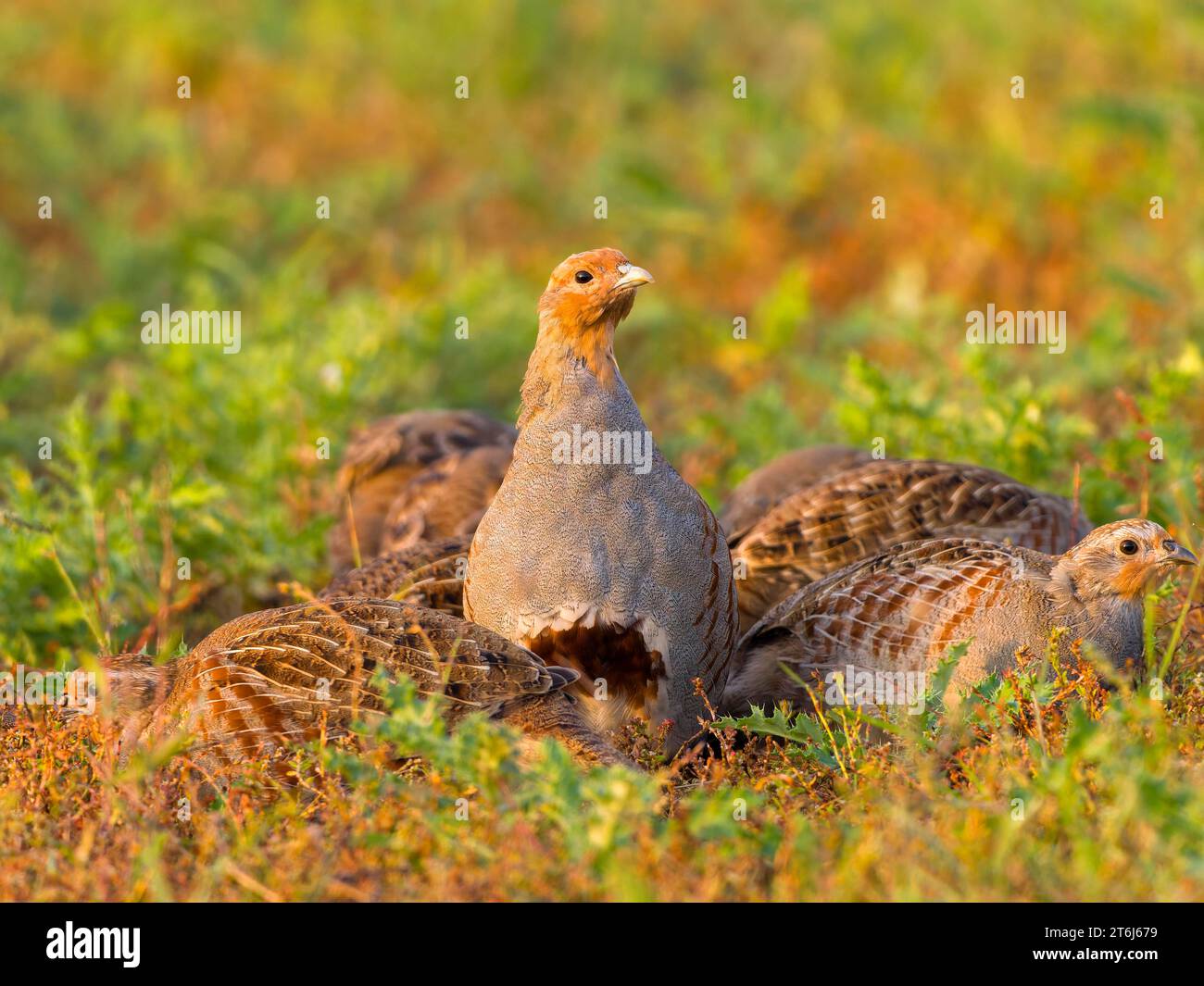 Gray partridges (Perdix perdix), family group (chain) on a fallow land ...