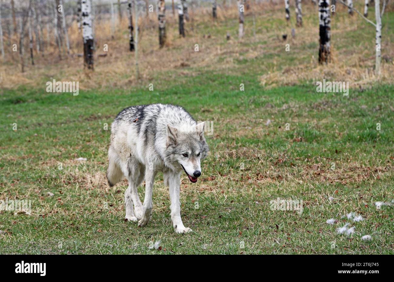 Wolfdog sanctuary hi-res stock photography and images - Alamy