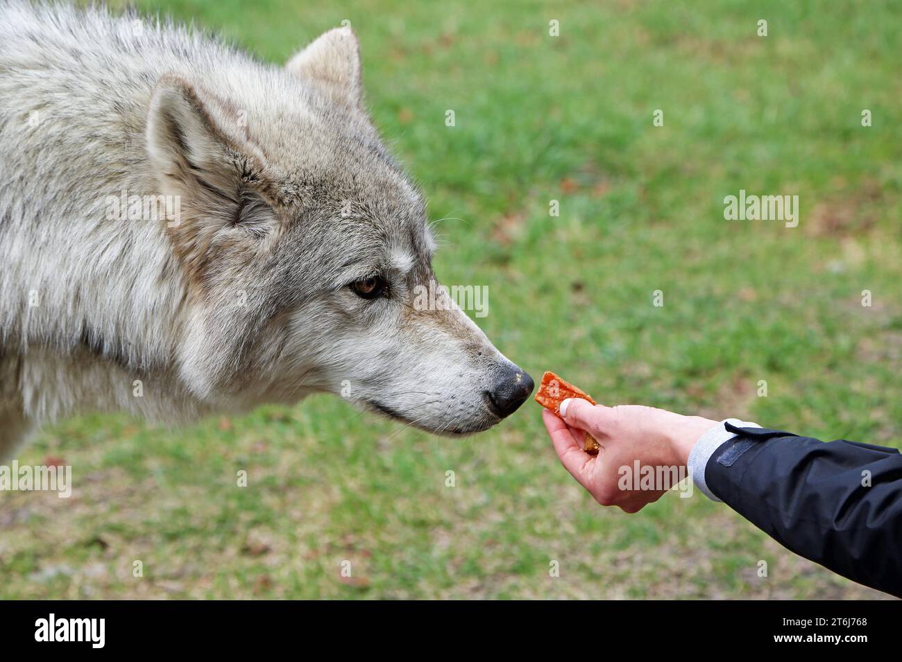 Gray wolf feeding hi-res stock photography and images - Alamy