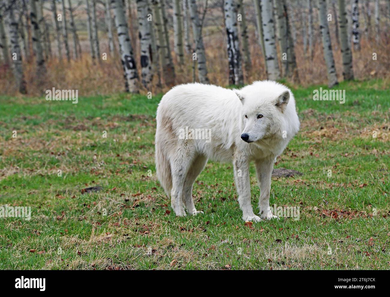 Arctic white wolf hi-res stock photography and images - Alamy