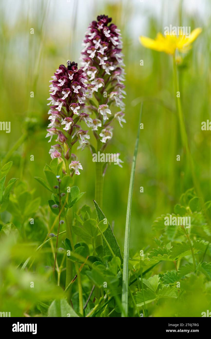 Dark winged orchid hi-res stock photography and images - Alamy