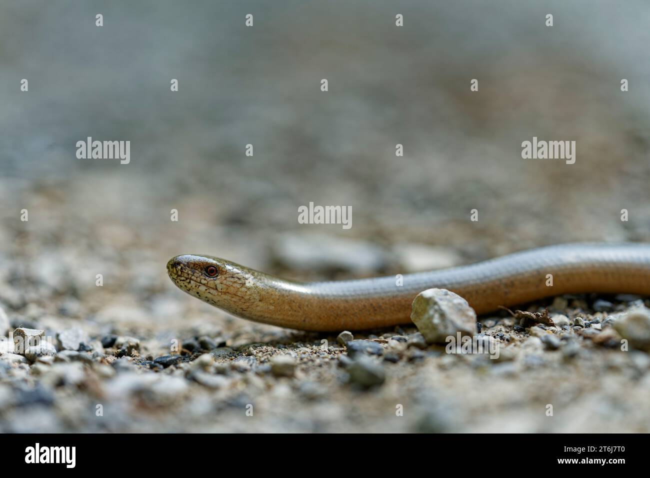 Western slow worm hi-res stock photography and images - Alamy