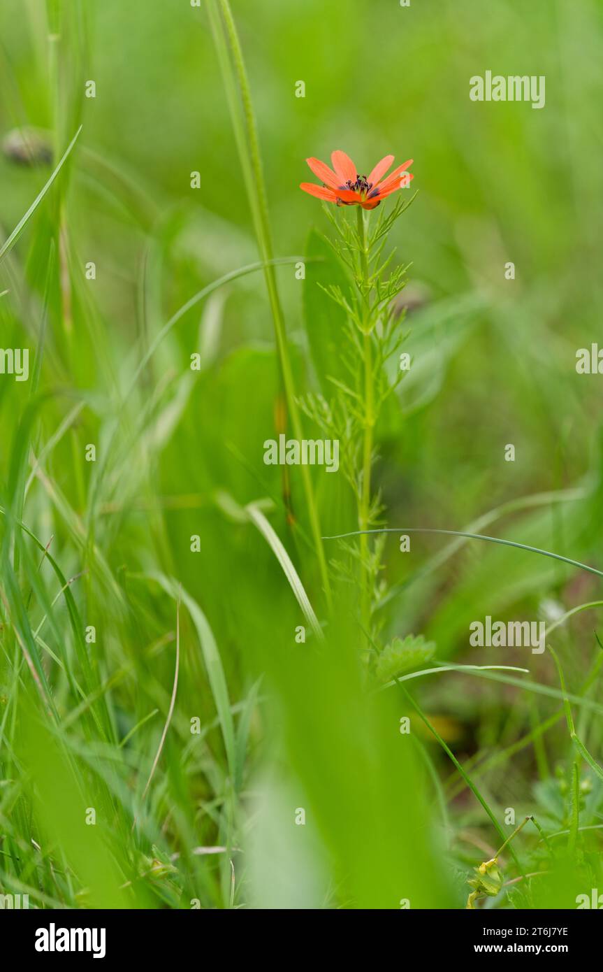 Adonis or pheasant's eye, Adonis aestivalis Stock Photo - Alamy